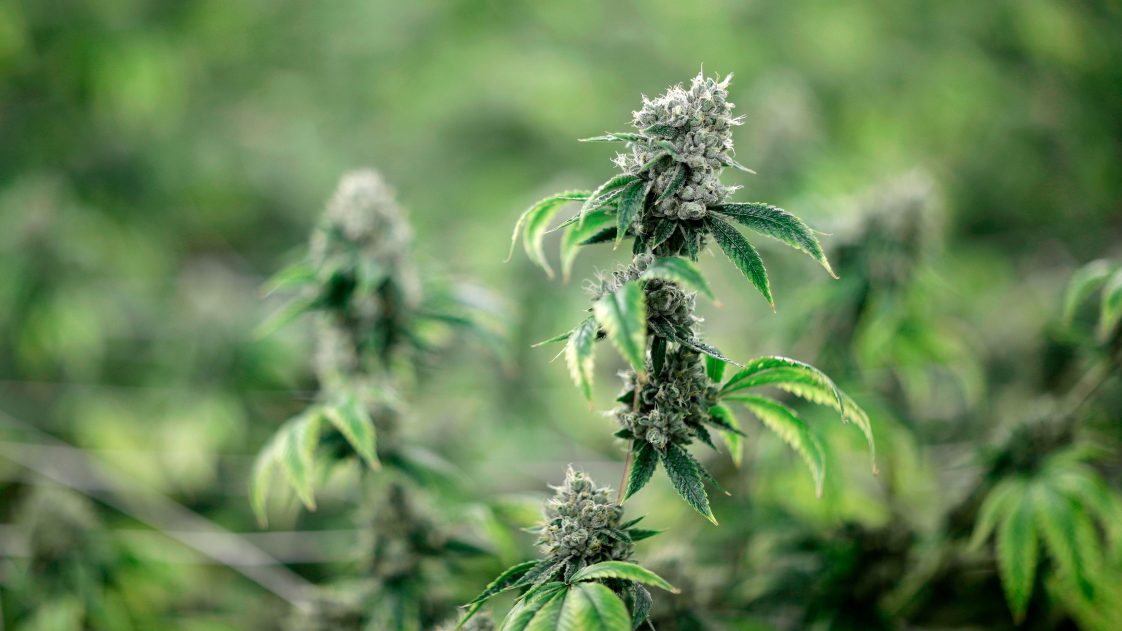 100 Of The Most Popular Cannabis Strains | Marijuana Madness