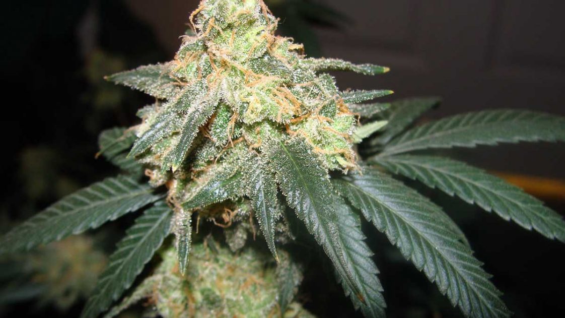 100 Of The Most Popular Cannabis Strains | Marijuana Madness