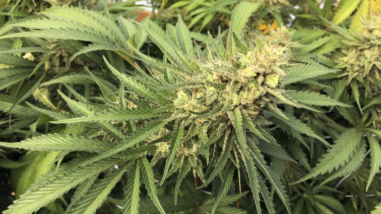 100 Of The Most Popular Cannabis Strains | Marijuana Madness