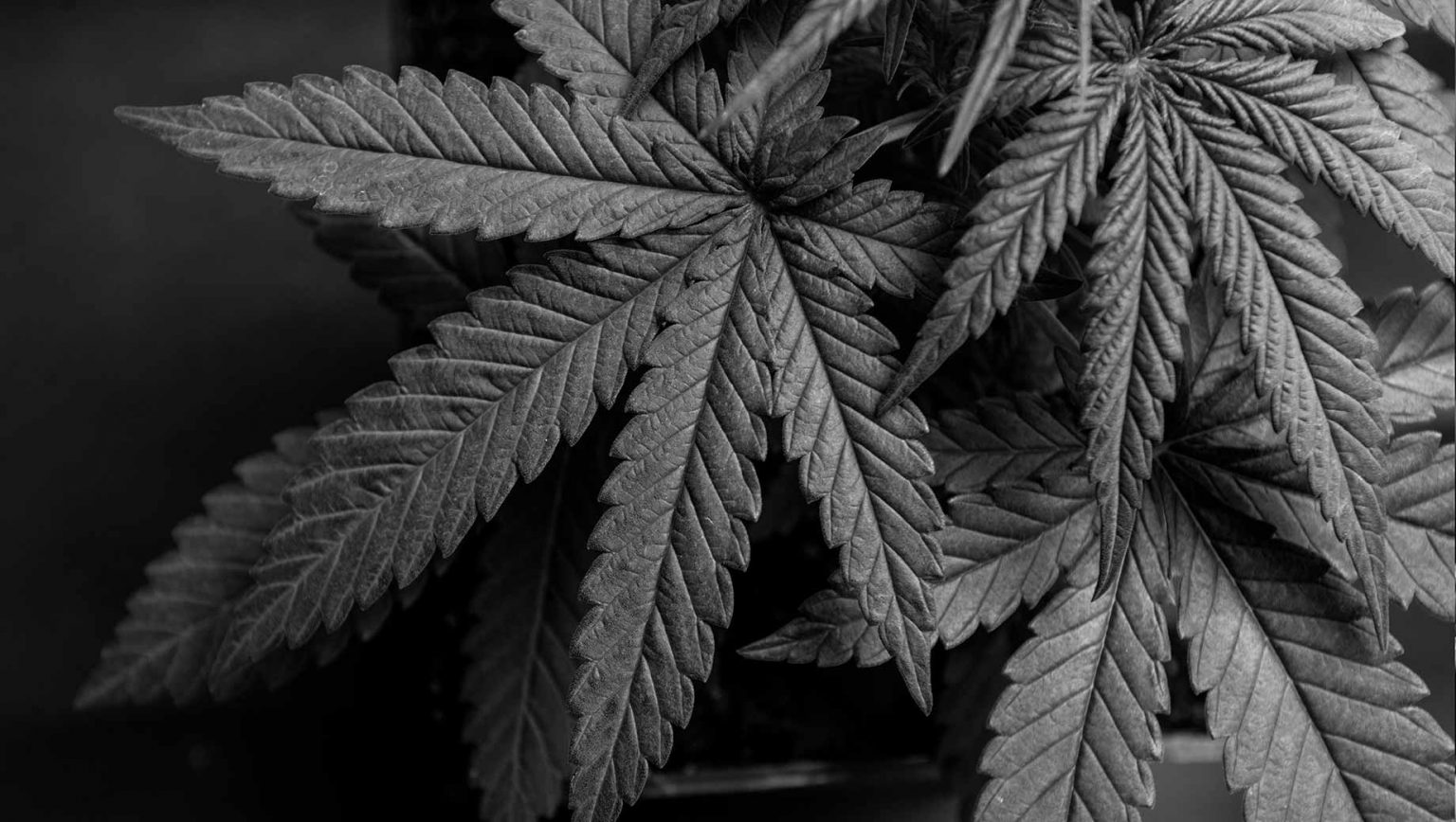 100 Of The Most Popular Cannabis Strains | Marijuana Madness