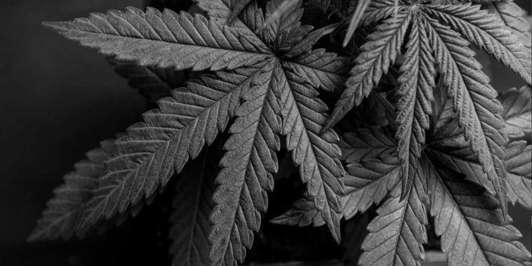 100 Of The Most Popular Cannabis Strains | Marijuana Madness